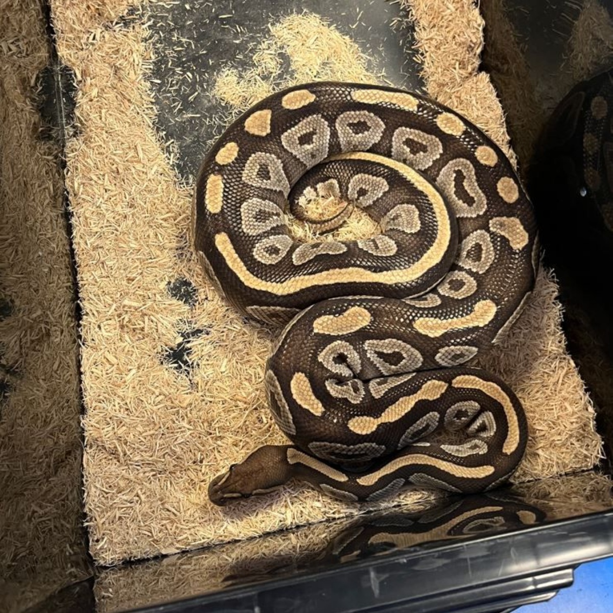 Merley First School - Year 2 Crazy Creatures